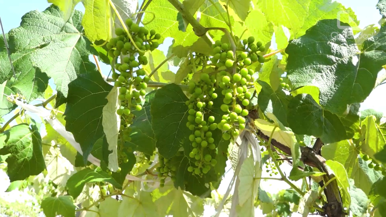 VÍDEO: Dia de Campo movimenta produtores de uva em Lajeado Grande