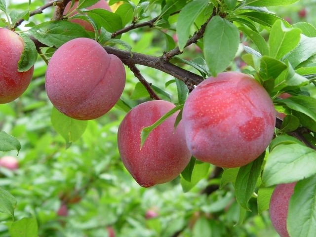 Santa Catarina se firma como segundo maior produtor de ameixa do país